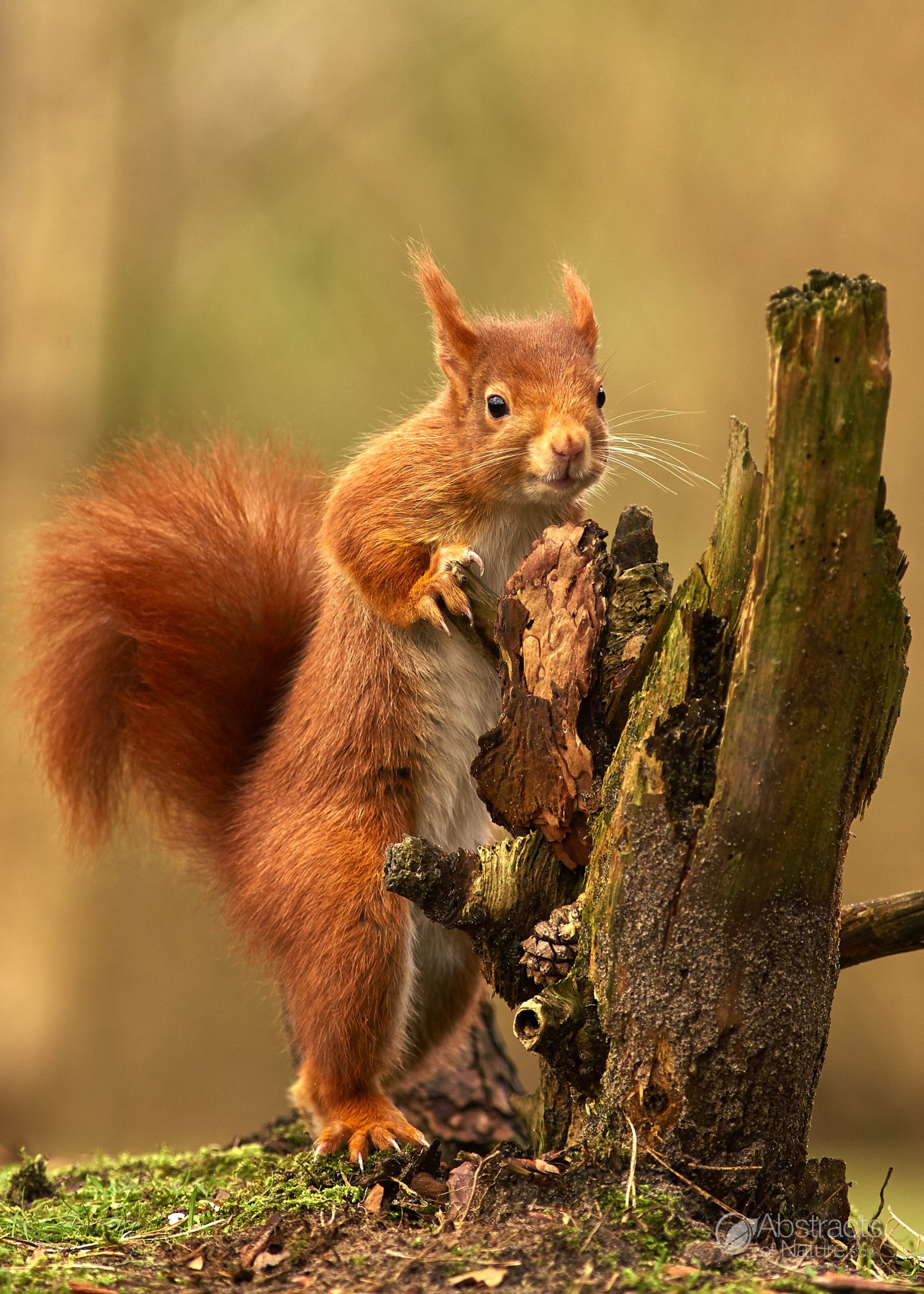 Wildlife – Abstracts of Nature